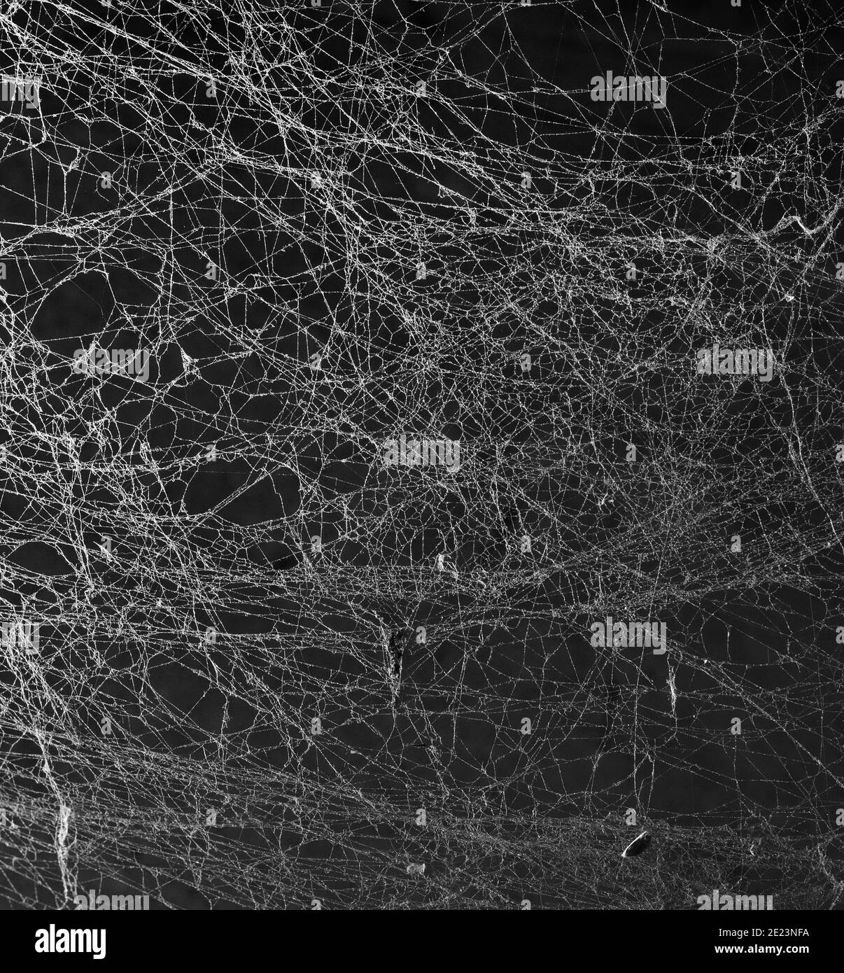 Abstract Spiderweb on black background. Beautiful nature textured ...