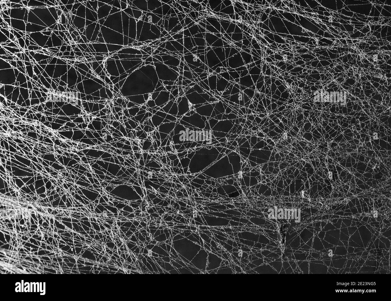 Abstract Spiderweb on black background. Beautiful nature textured ...