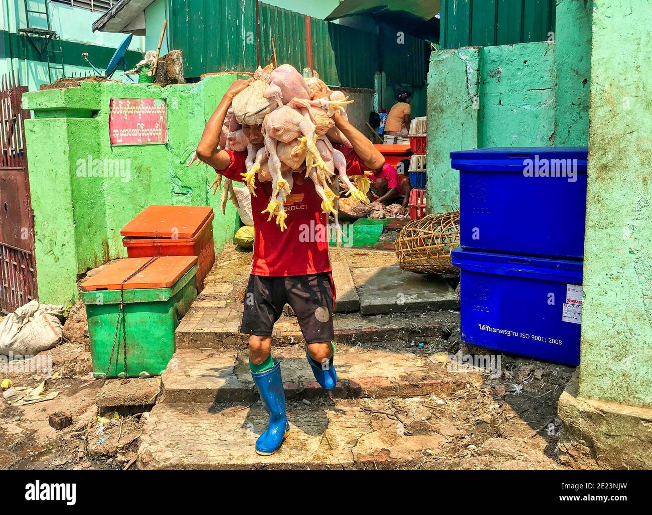 Man carrying chickens after plucking in Yangon Myanmar Stock Photo - Alamy