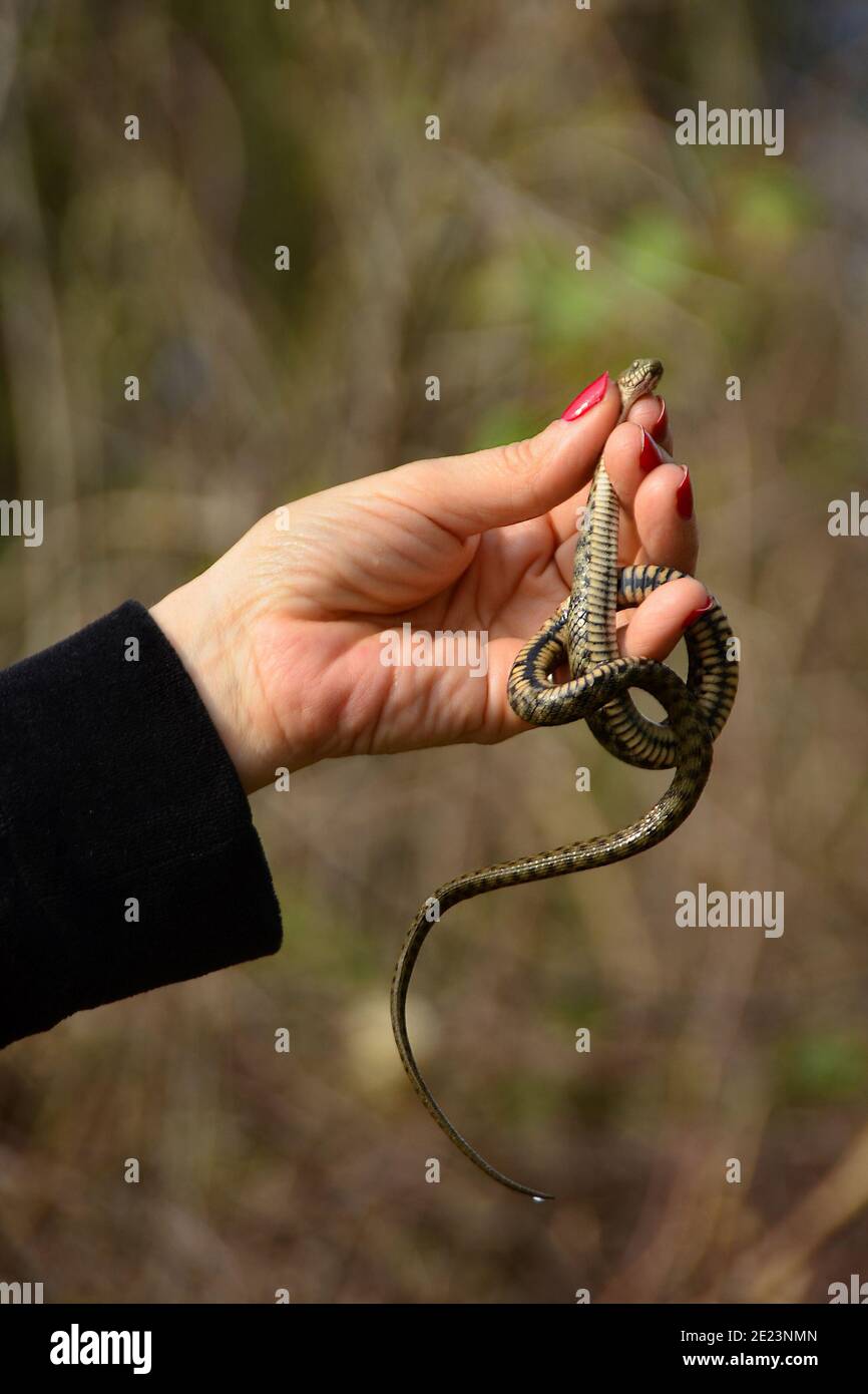 A Female Snake With Gun