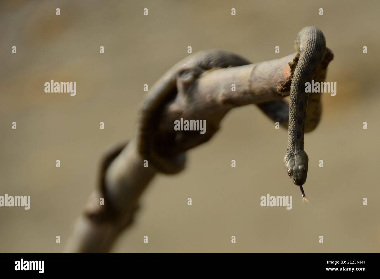 Selective focus of a little snake on a branch with lolling out tongue ...