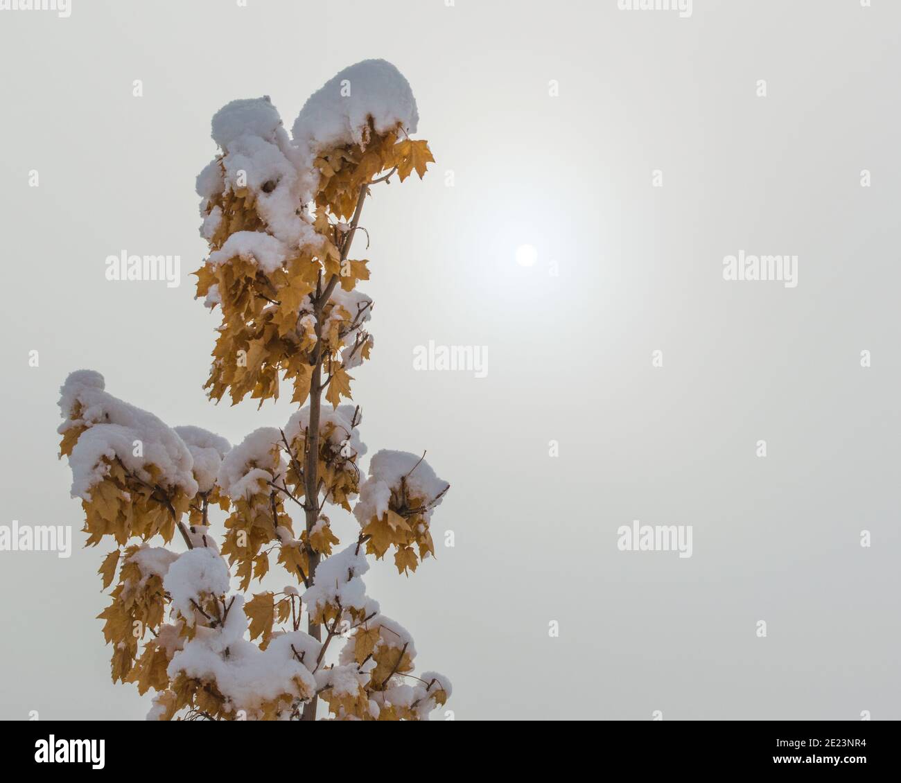 small snow covered tree with golden autumn leaves under ghostly winter ...