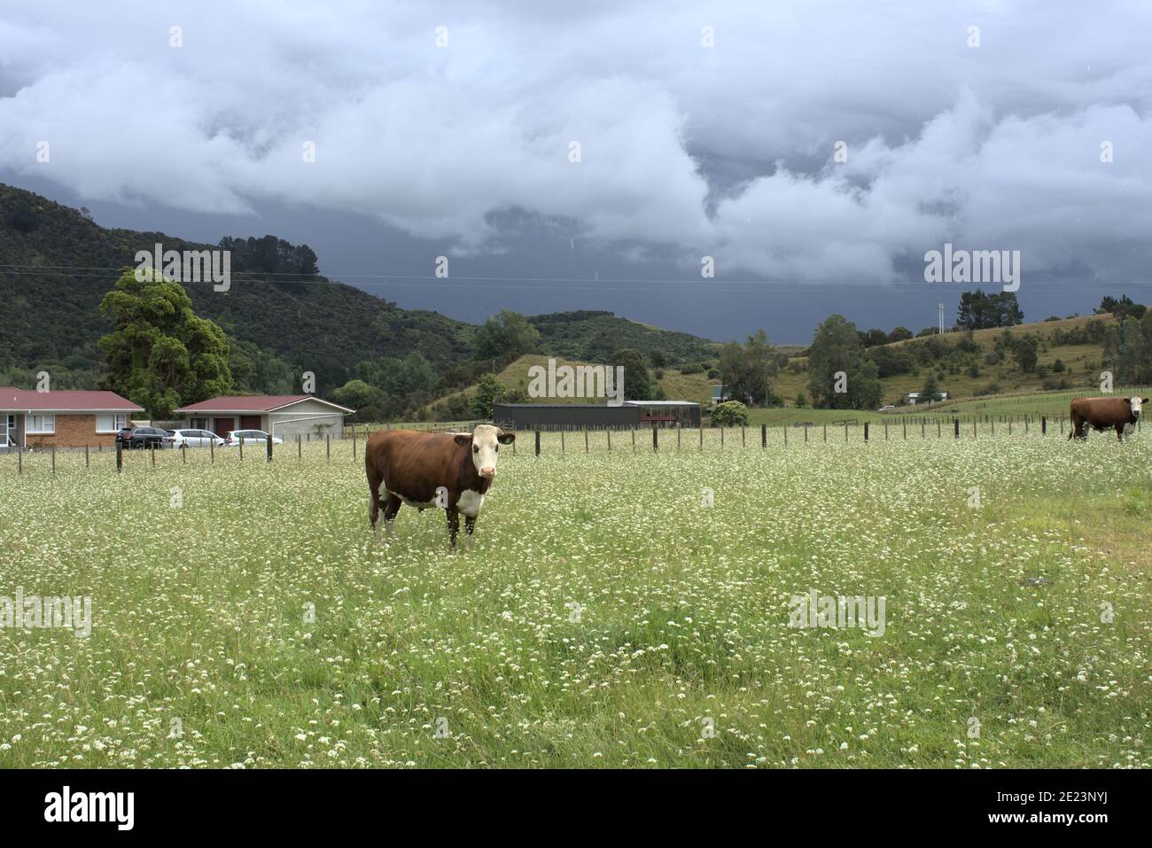 Cattle grazing in a farm Stock Photo - Alamy