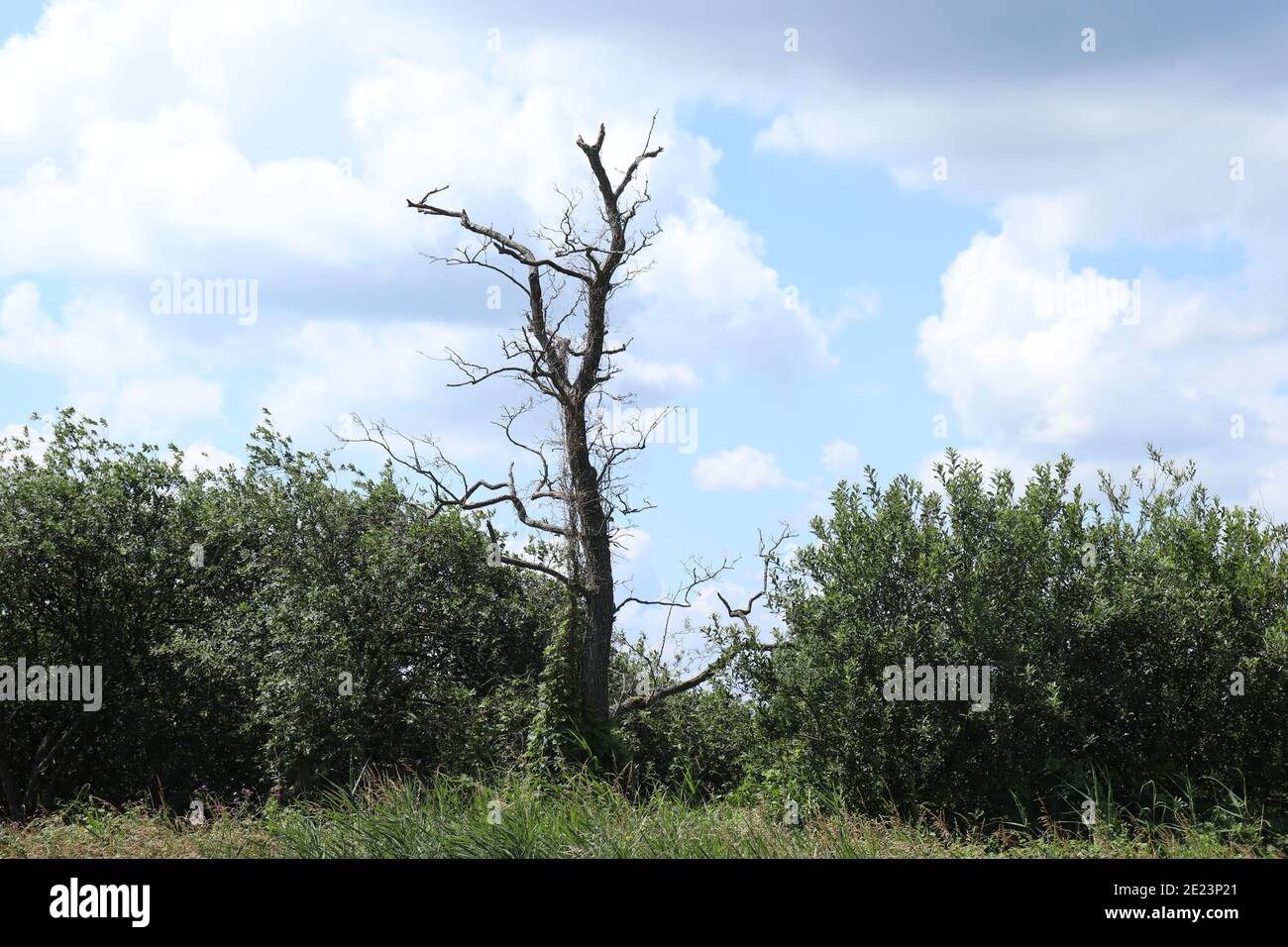 A picture of a dead tree surrounded by bushes under a cloudy sky Stock ...