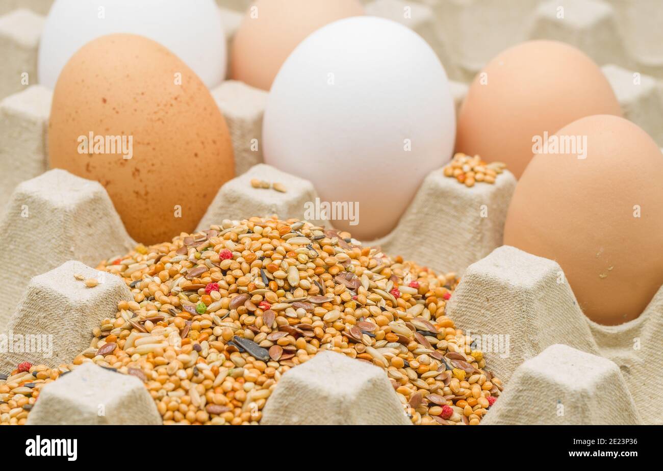 Closeup of a mix of bird food on an egg carton Stock Photo - Alamy