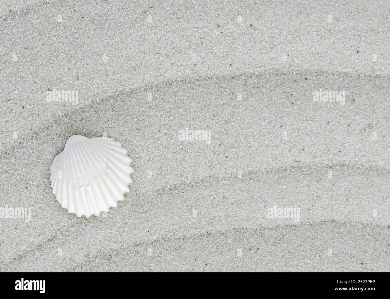Sand, snail and shell on the beach as background. Sand Texture. Brown ...