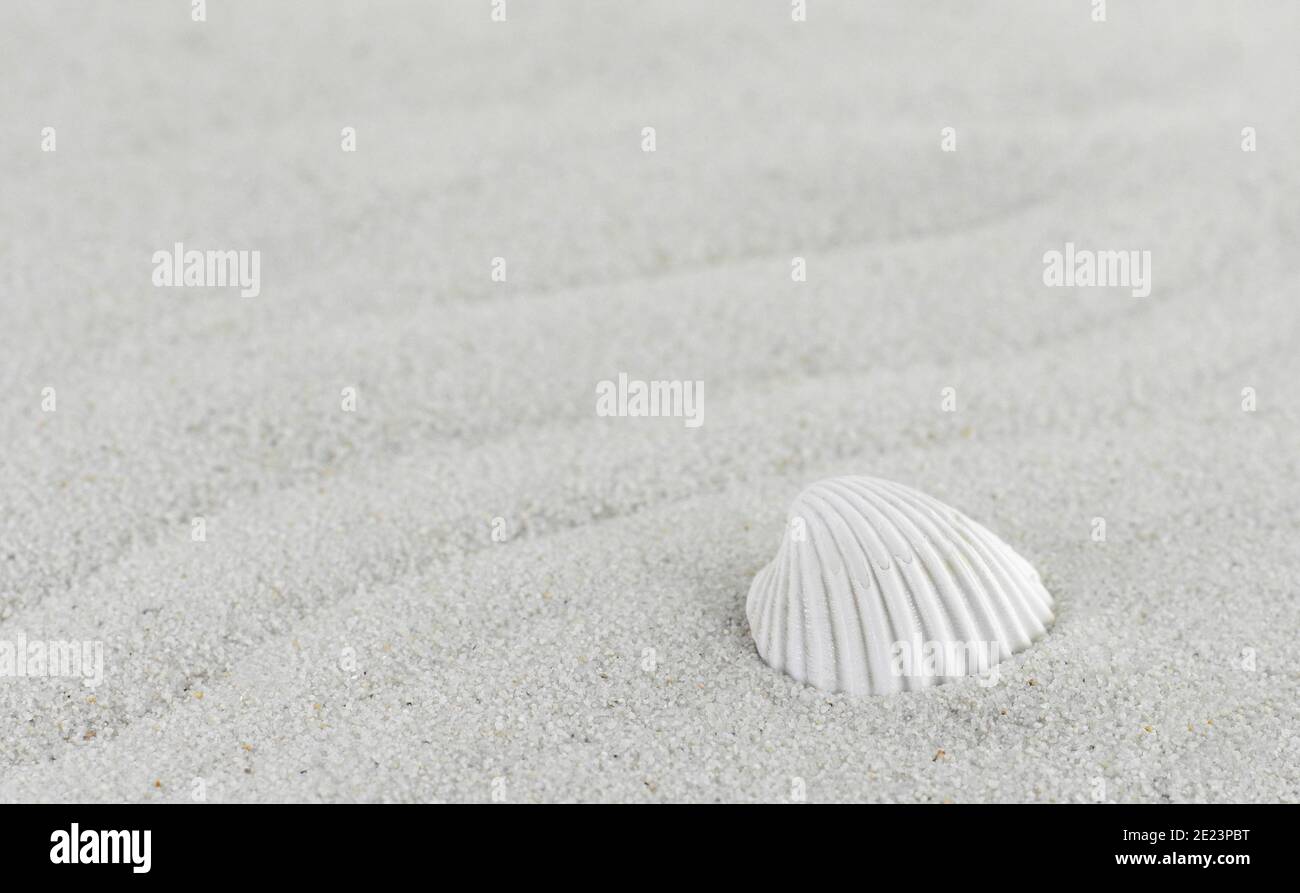 Sand, snail and shell on the beach as background. Sand Texture. Brown ...