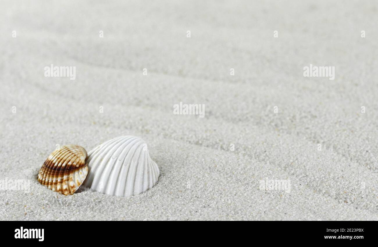 Sand, snail and shell on the beach as background. Sand Texture. Brown ...