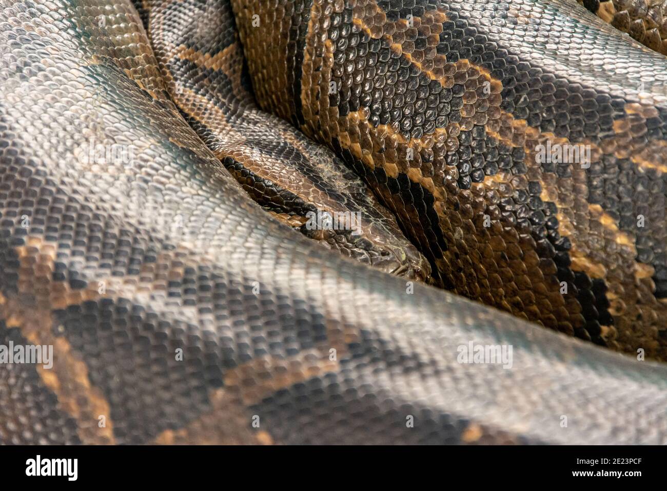 Closeup of a serpent sleeping on the ground under the lights Stock ...