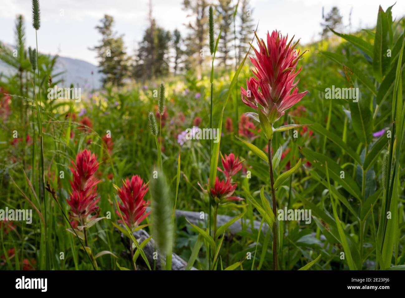 Indian paintbrush yellowstone hi-res stock photography and images - Alamy