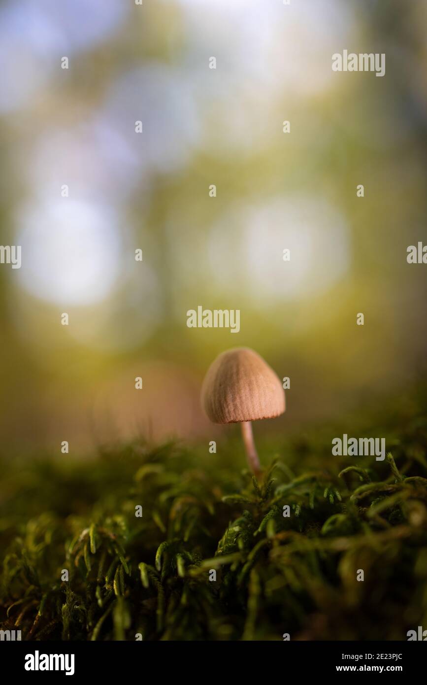 Mycena sp. mushroom in a chestnut forest Stock Photo - Alamy