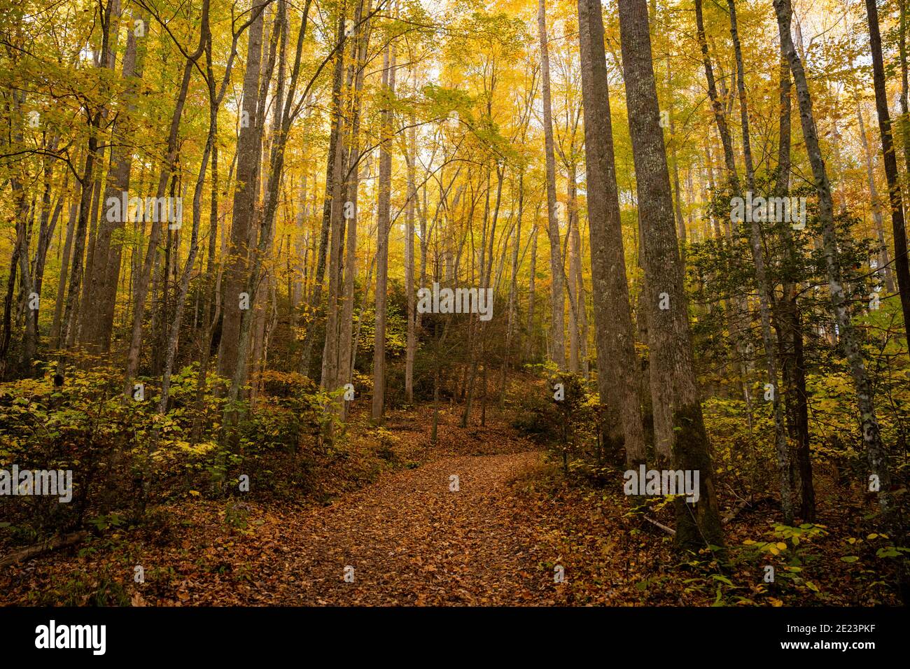 Wide Trail Cuts Through Tall Forest In Fall in the Smokies Stock Photo ...