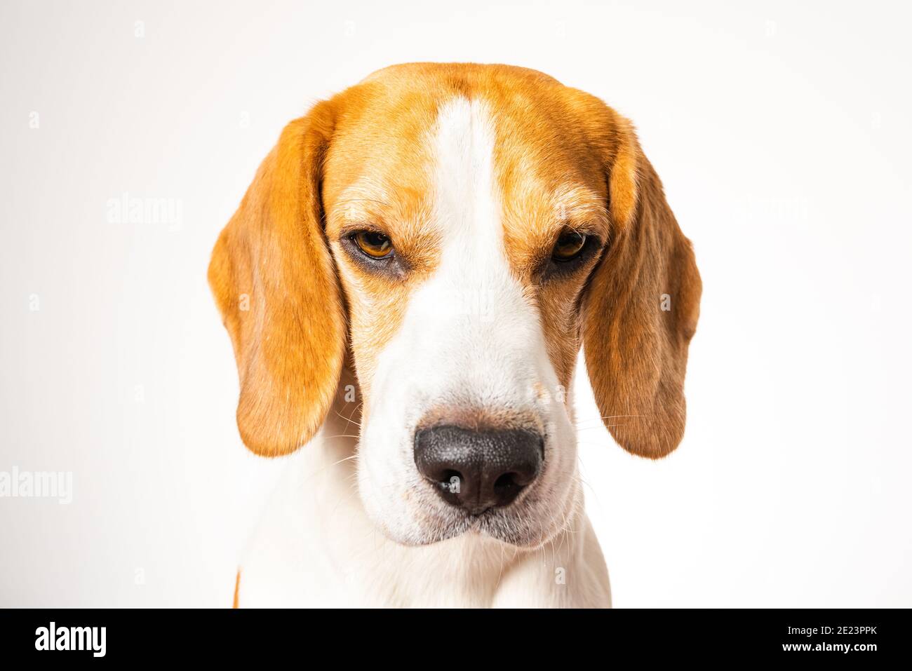 Beagle dog portrait isolated on white background. Studio shoot Stock ...