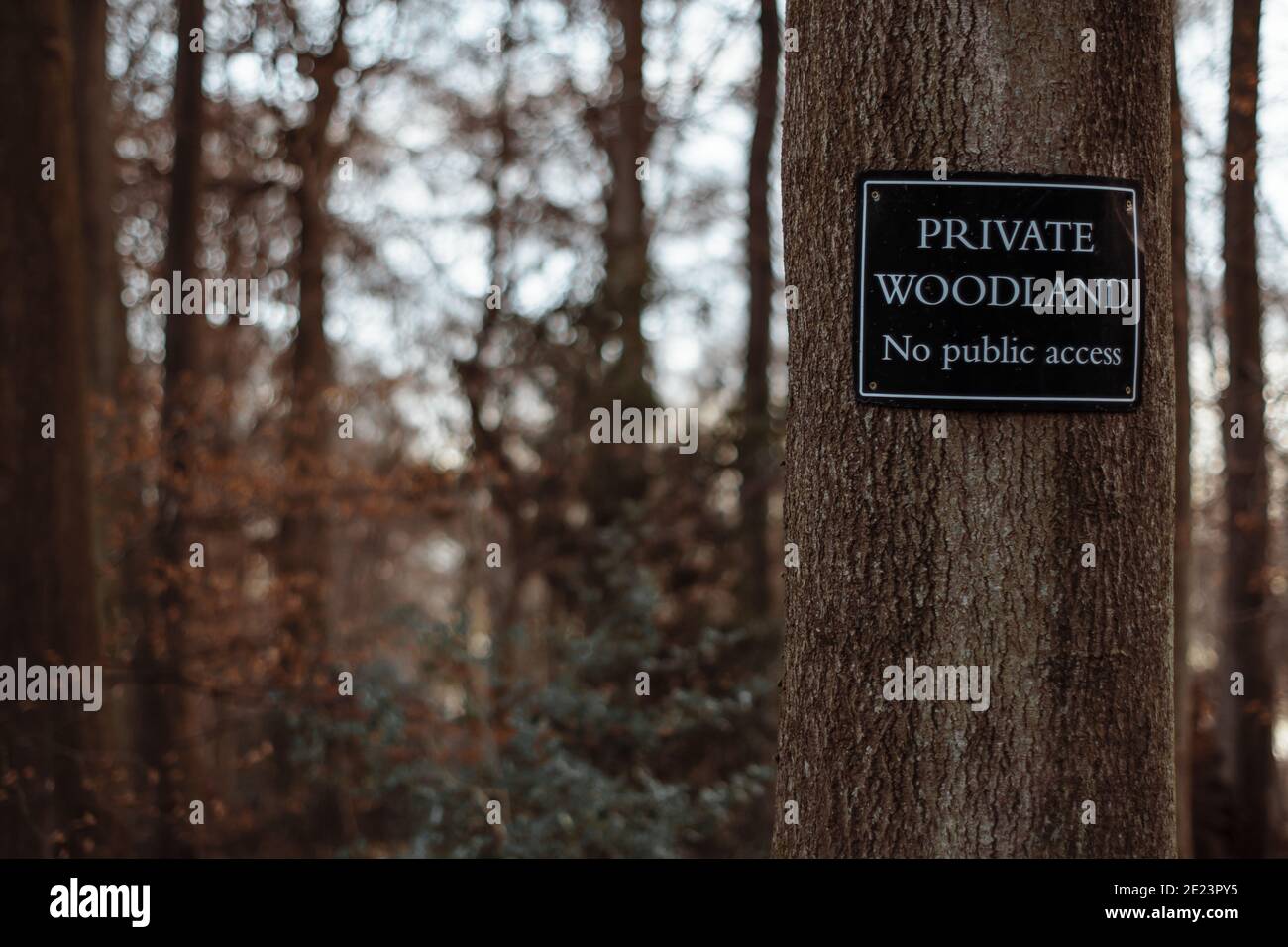 Tree in the middle of the woods with sign Private Land Stock Photo - Alamy