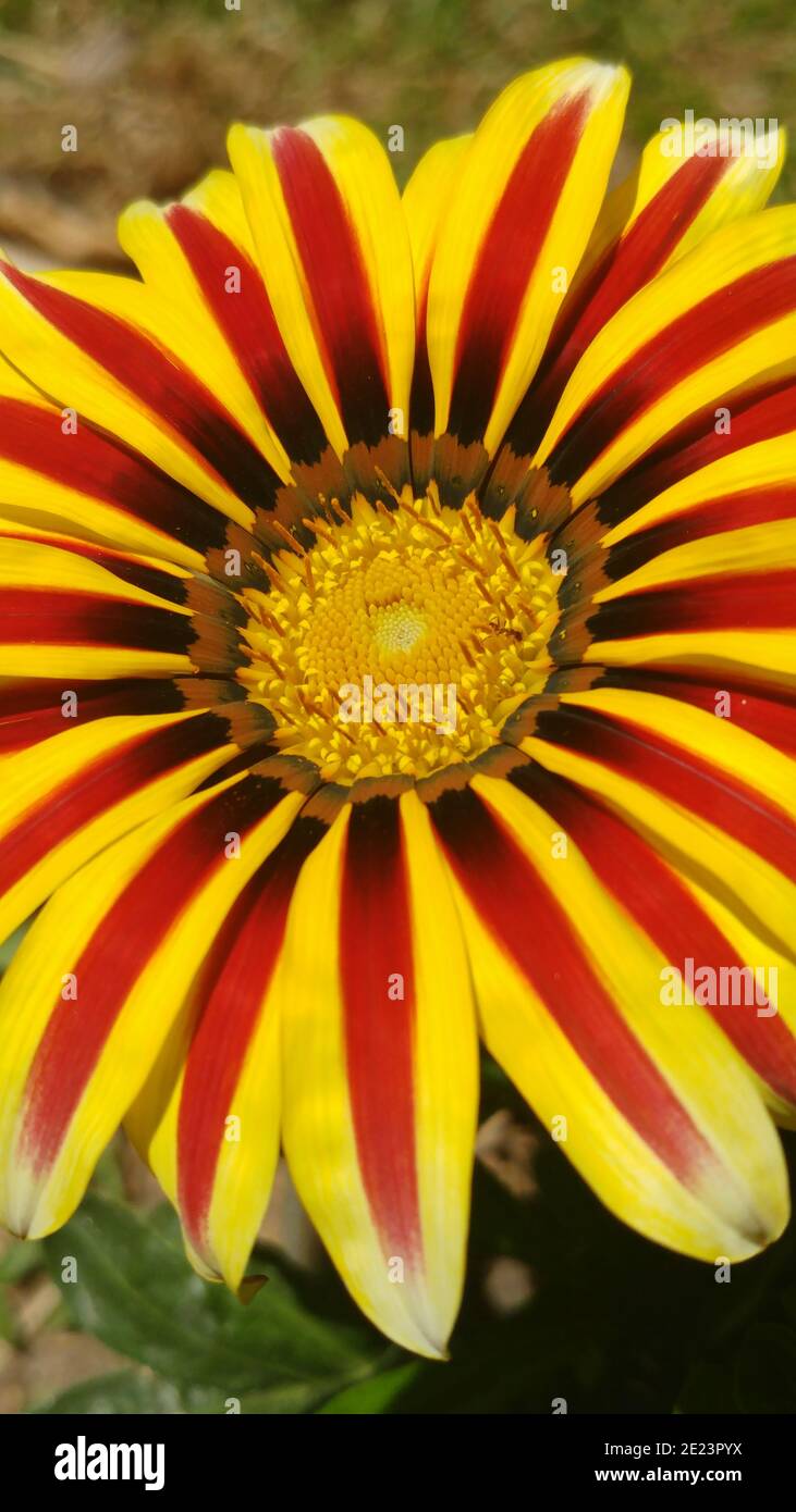Selective focus treasure flower hi-res stock photography and images - Alamy