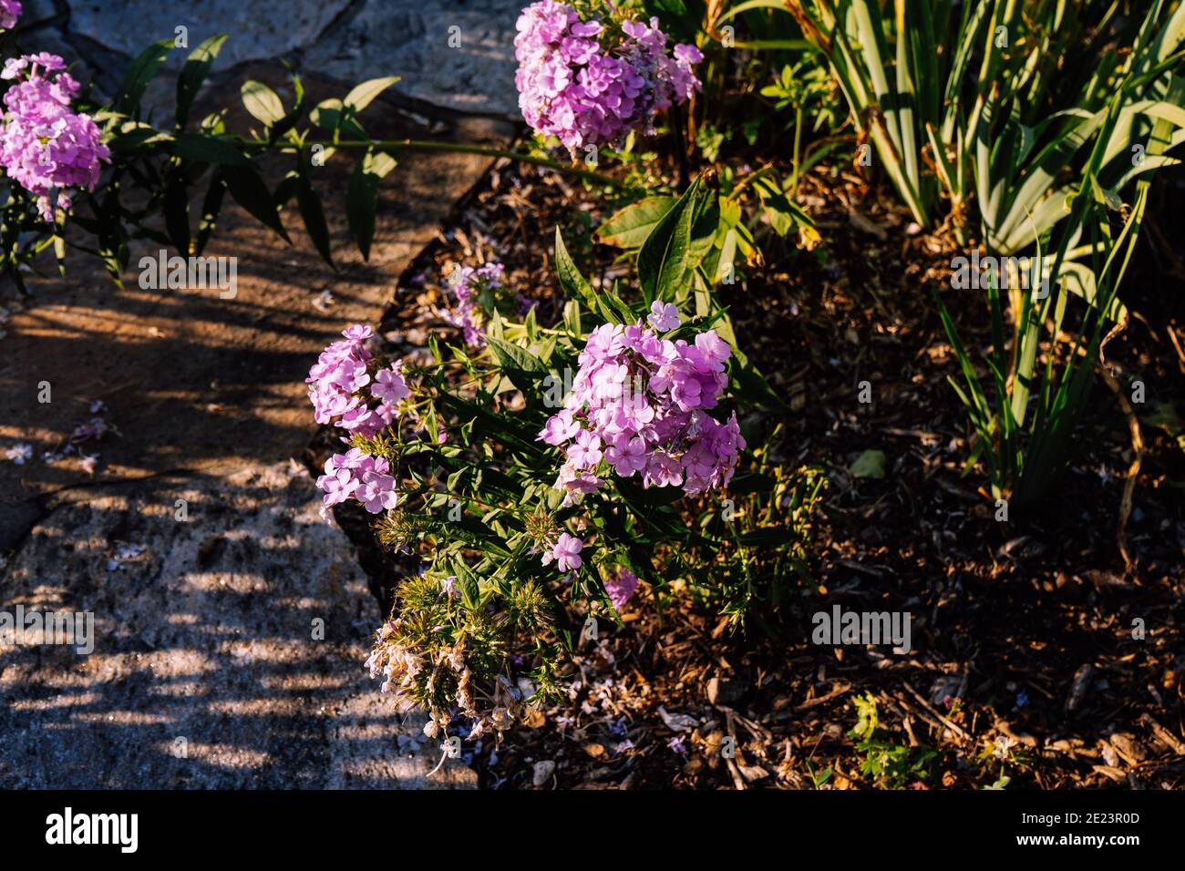 pink flowers line a walkway Stock Photo - Alamy