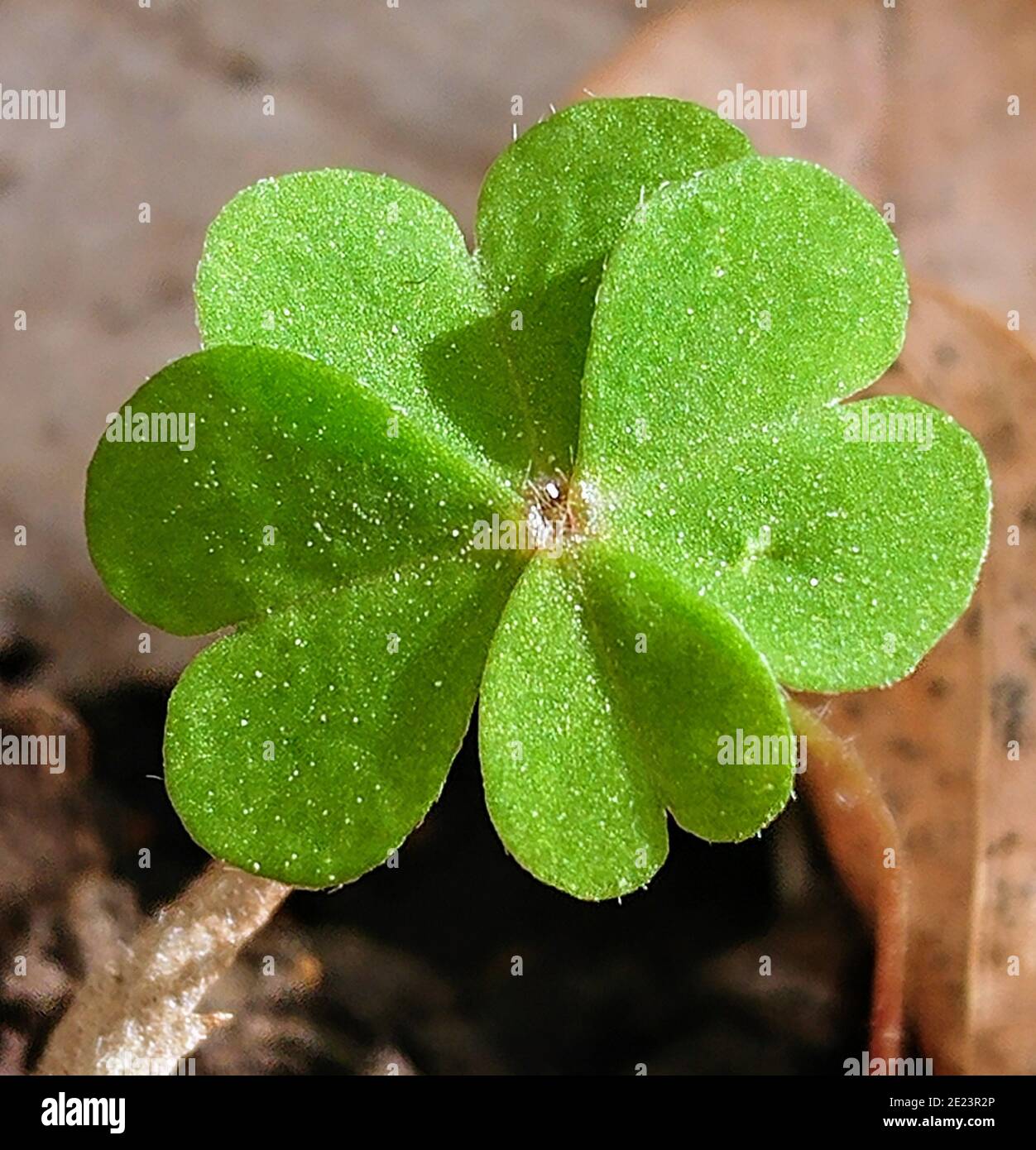 Green cloverleaf hi-res stock photography and images - Alamy