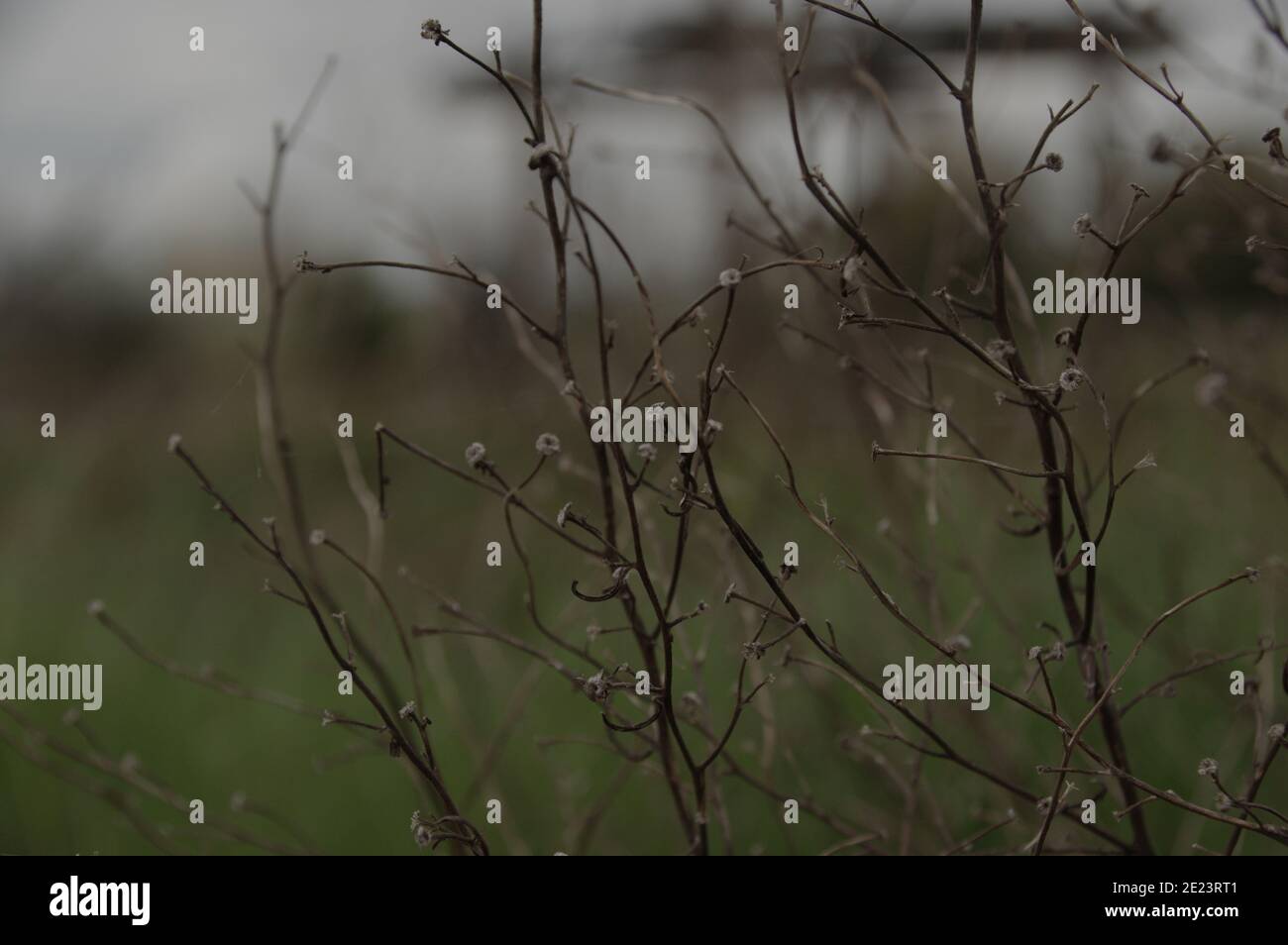 Twigs in the wind hi-res stock photography and images - Alamy