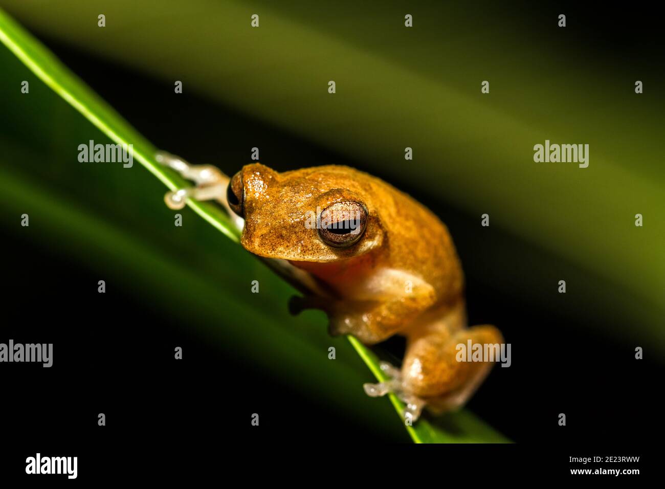 Close up golden tree frog on tree,selective focus Stock Photo - Alamy