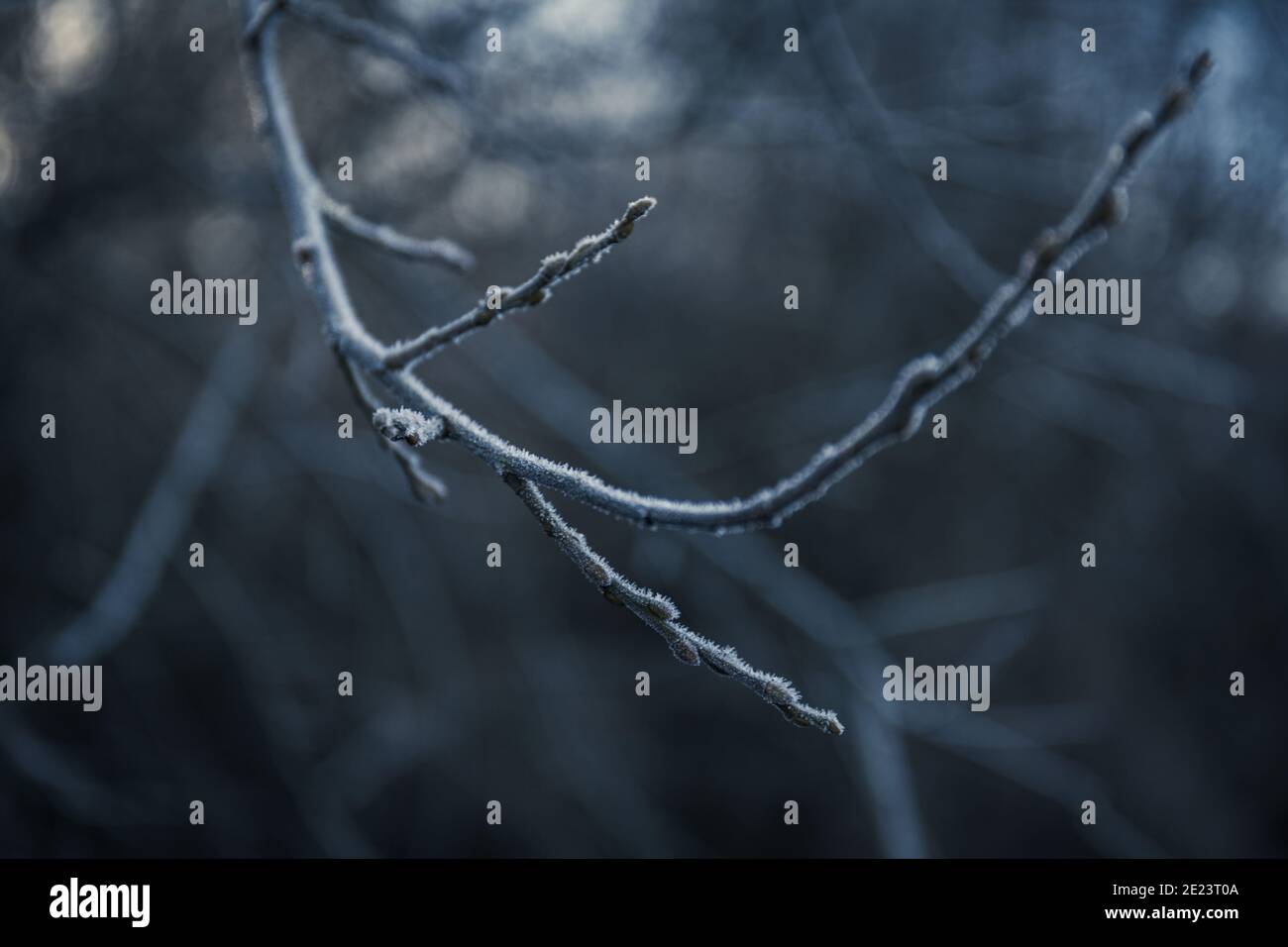 Branch of tree Stock Photo - Alamy