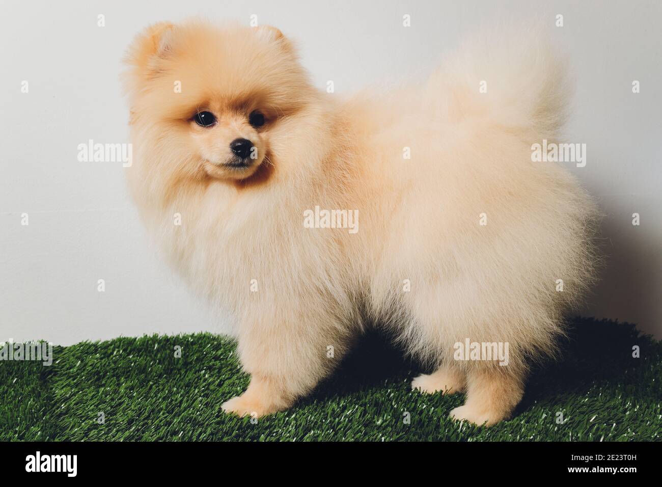 Portraite of cute fluffy puppy of pomeranian spitz. Little smiling dog ...