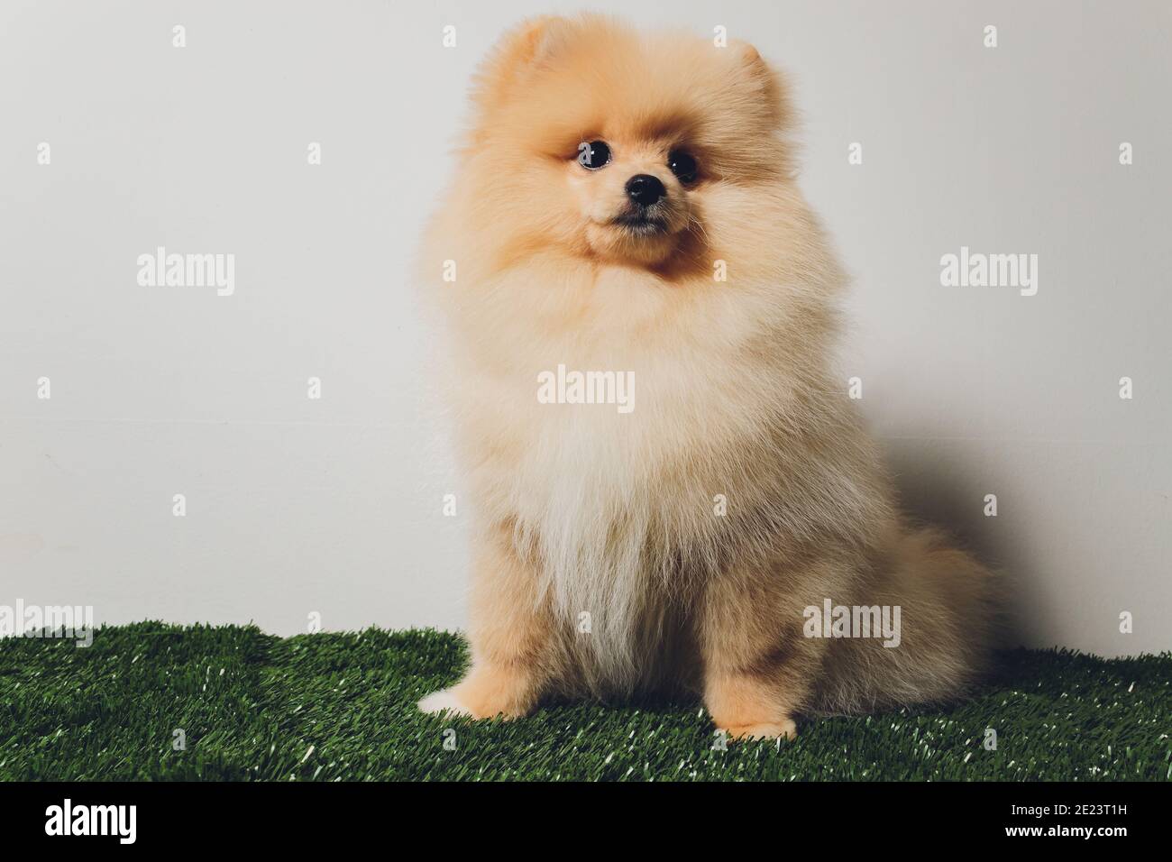 Portraite of cute fluffy puppy of pomeranian spitz. Little smiling dog ...