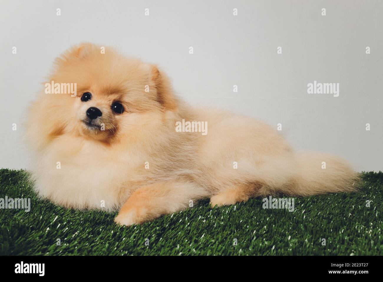 Portraite of cute fluffy puppy of pomeranian spitz. Little smiling dog ...