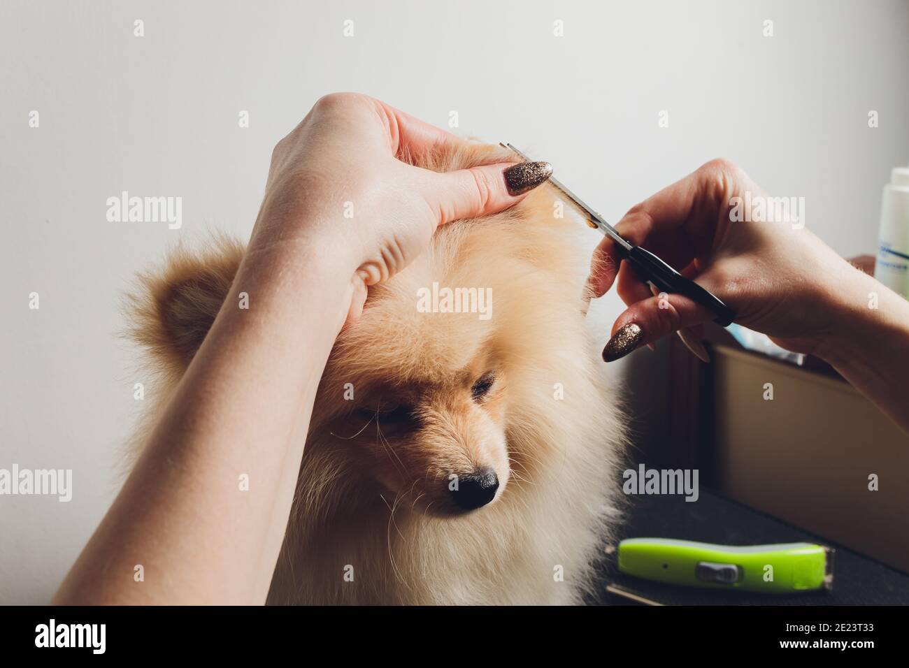 A small Pomeranian pinned its ears on top of it a hand with a pair of ...