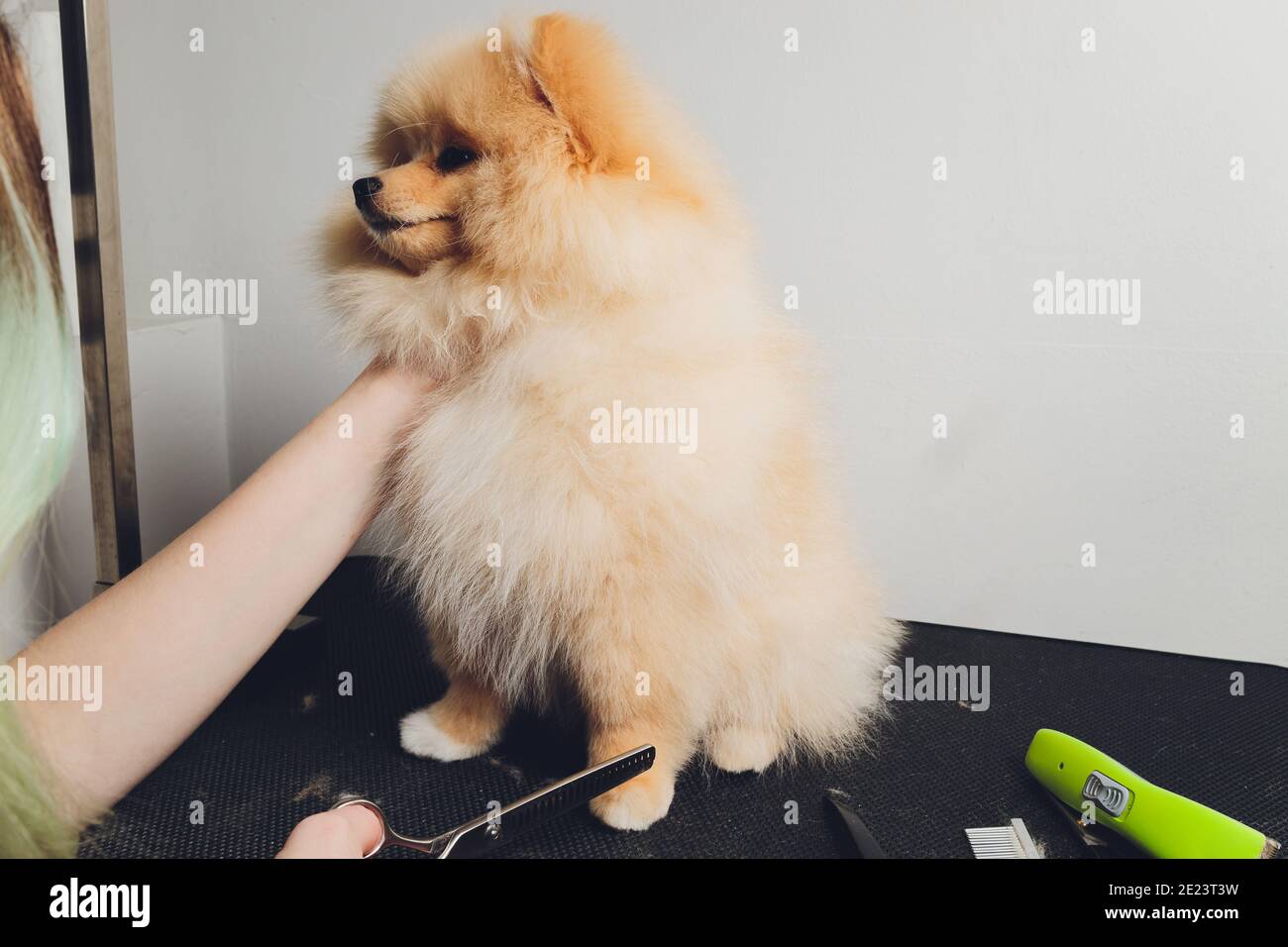 professional groomer trimming long-haried dog paws, animal foot care ...