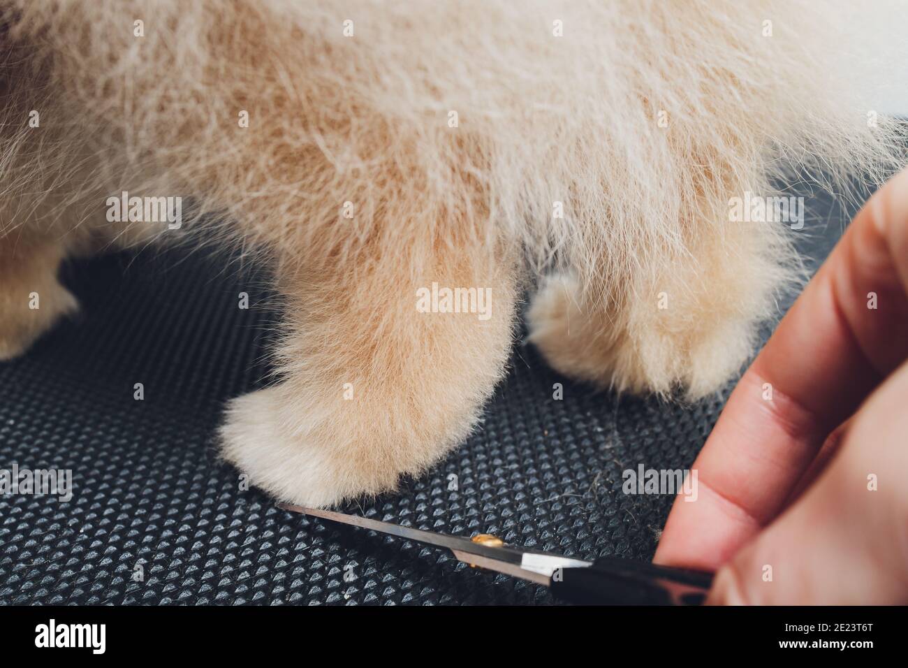 professional groomer trimming long-haried dog paws, animal foot care ...