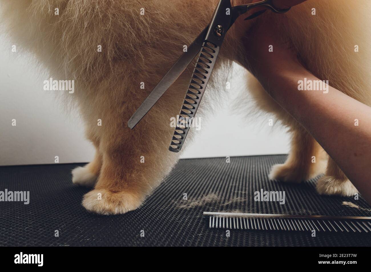 professional groomer trimming long-haried dog paws, animal foot care ...