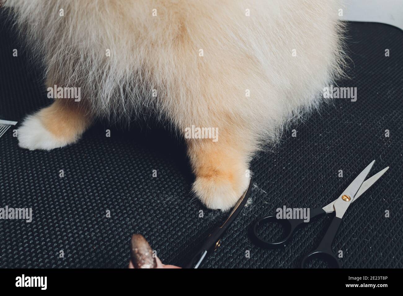 professional groomer trimming long-haried dog paws, animal foot care ...