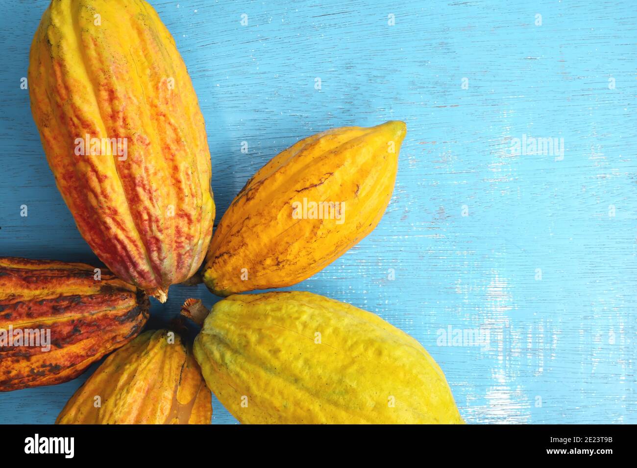 Flat seed pods hi-res stock photography and images - Alamy