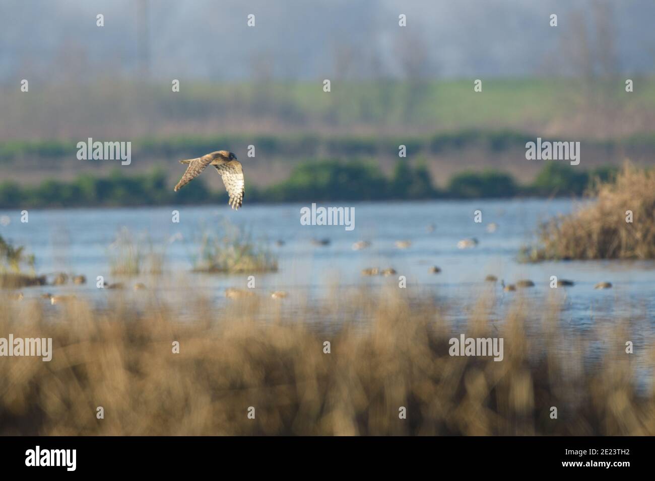hawk flying over wetlands hunting birds over water Stock Photo - Alamy