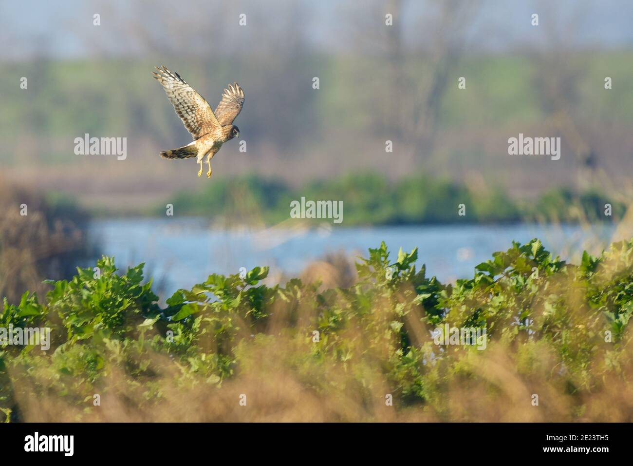 hawk flying over wetlands hunting birds over water Stock Photo - Alamy