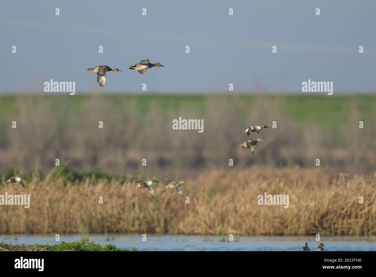 Northern shoveler ducks flock flying over wetlands Stock Photo - Alamy