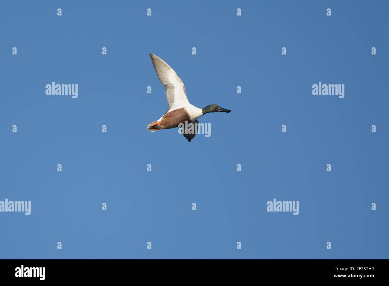 Northern shoveler duck drak male flying over head Stock Photo - Alamy