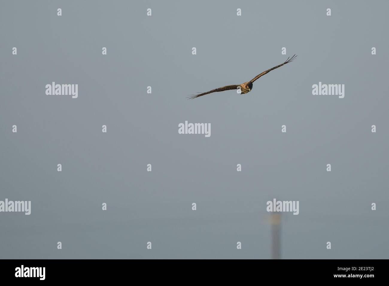 hawk flying over wetlands hunting birds over water Stock Photo - Alamy