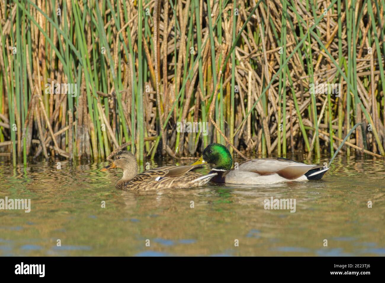 Mallard ducks drake hen male female swimming in wetlands reeds Stock ...