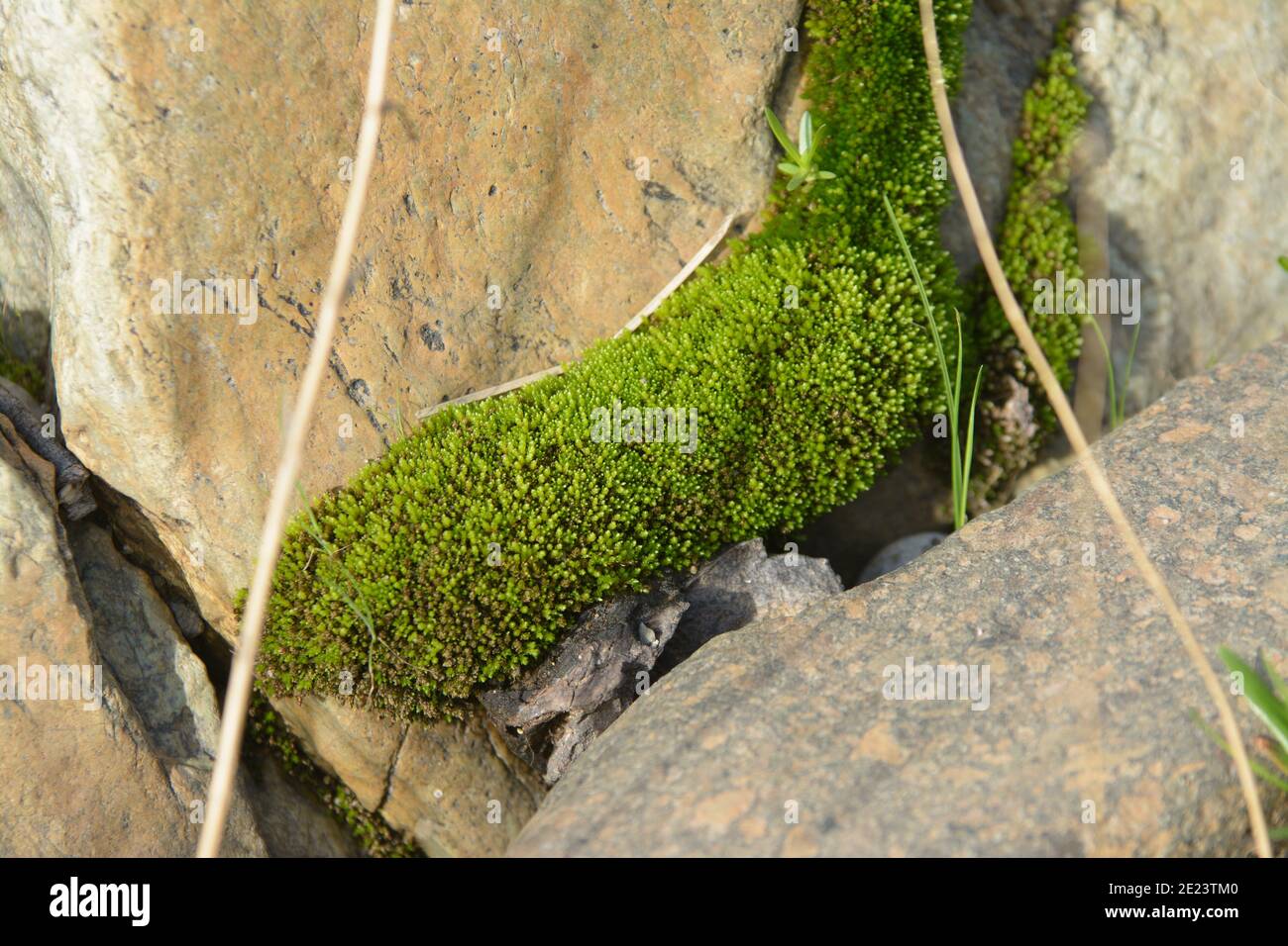 Moss growing on rock boulders Stock Photo - Alamy