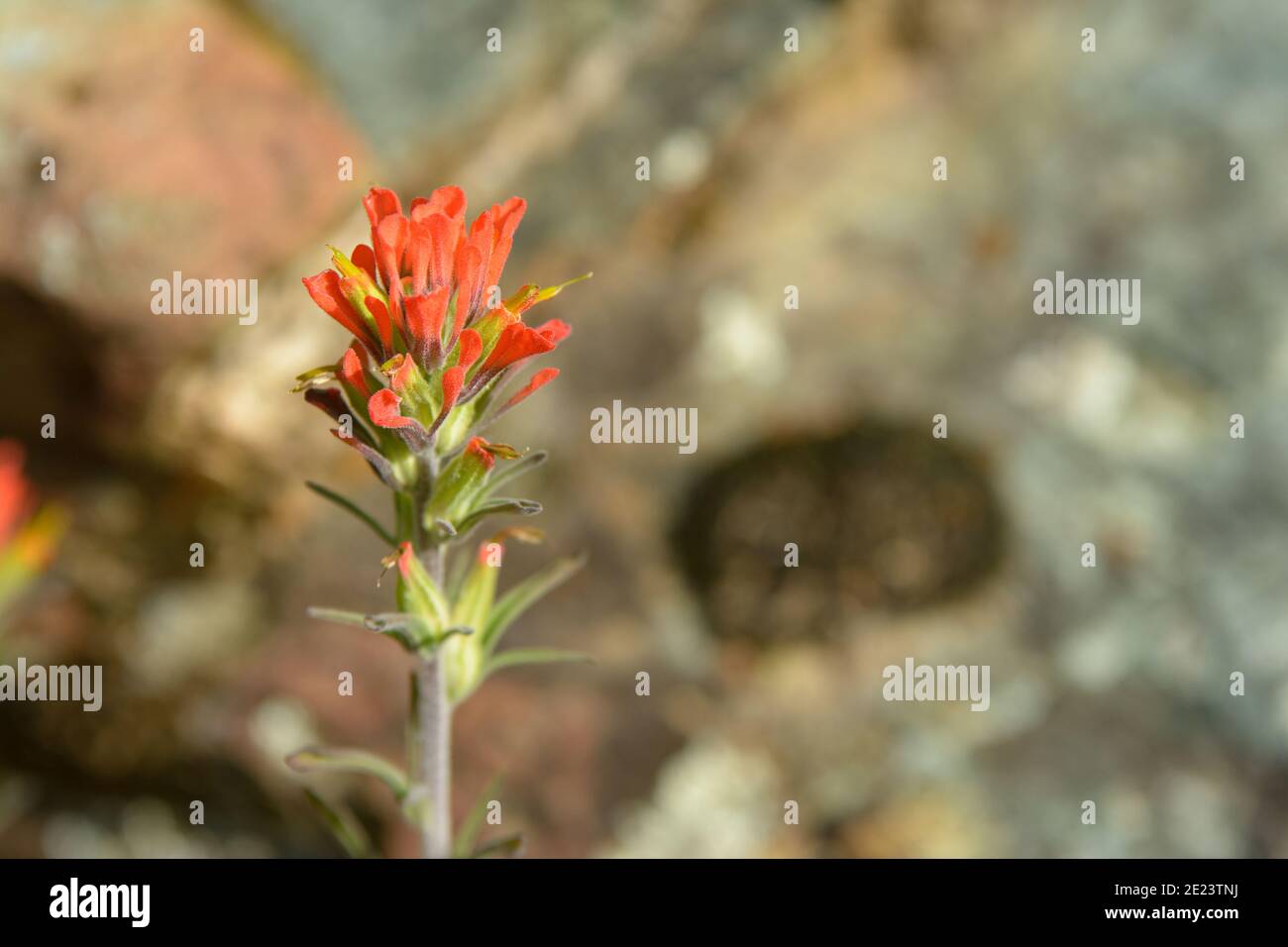 Red wild flower hi-res stock photography and images - Alamy