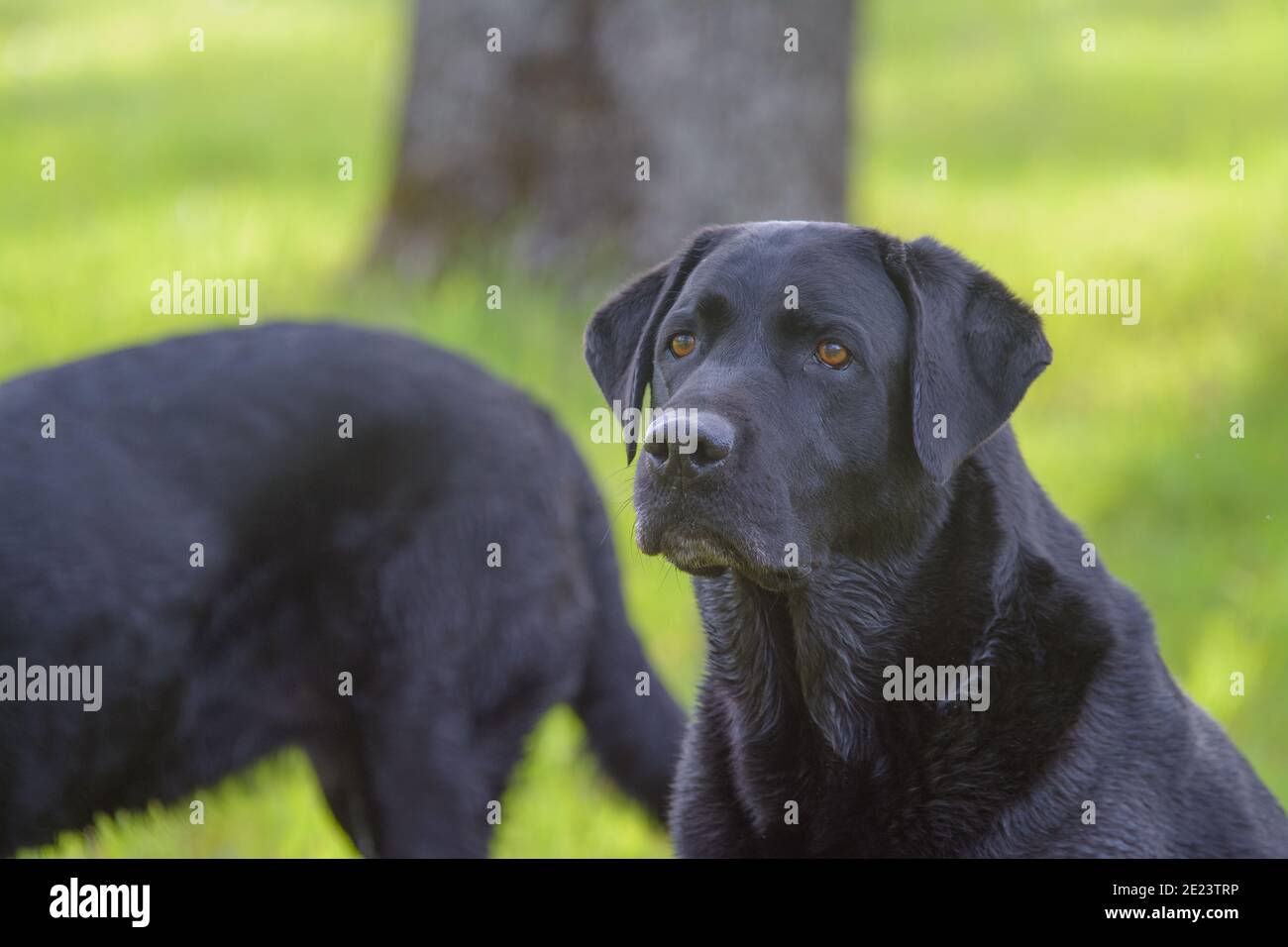 Black labrador dog outdoor portrait Stock Photo - Alamy