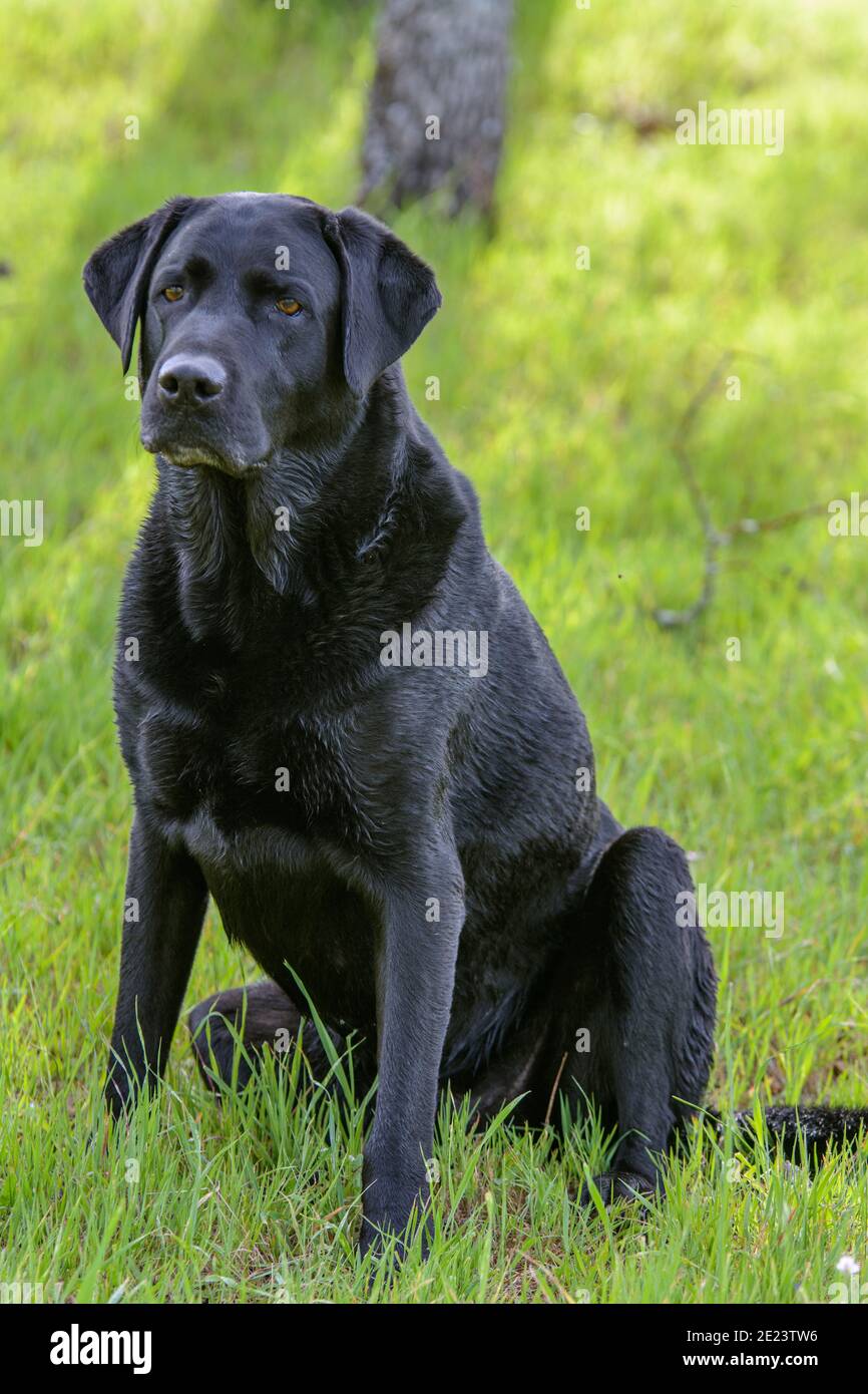 Black labrador dog outdoor portrait Stock Photo - Alamy