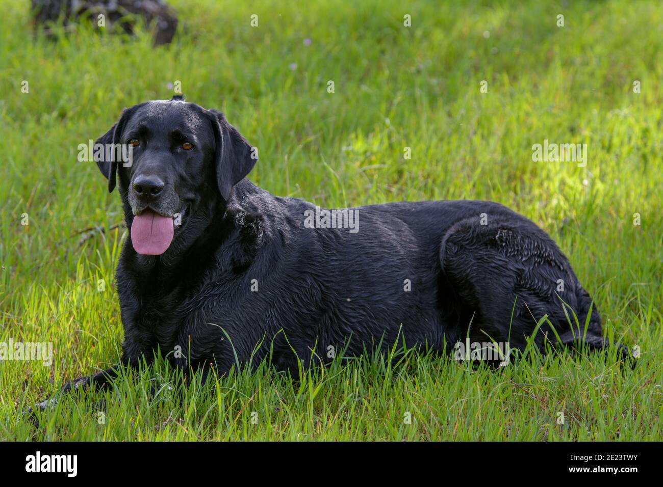 Black labrador dog outdoor portrait Stock Photo - Alamy