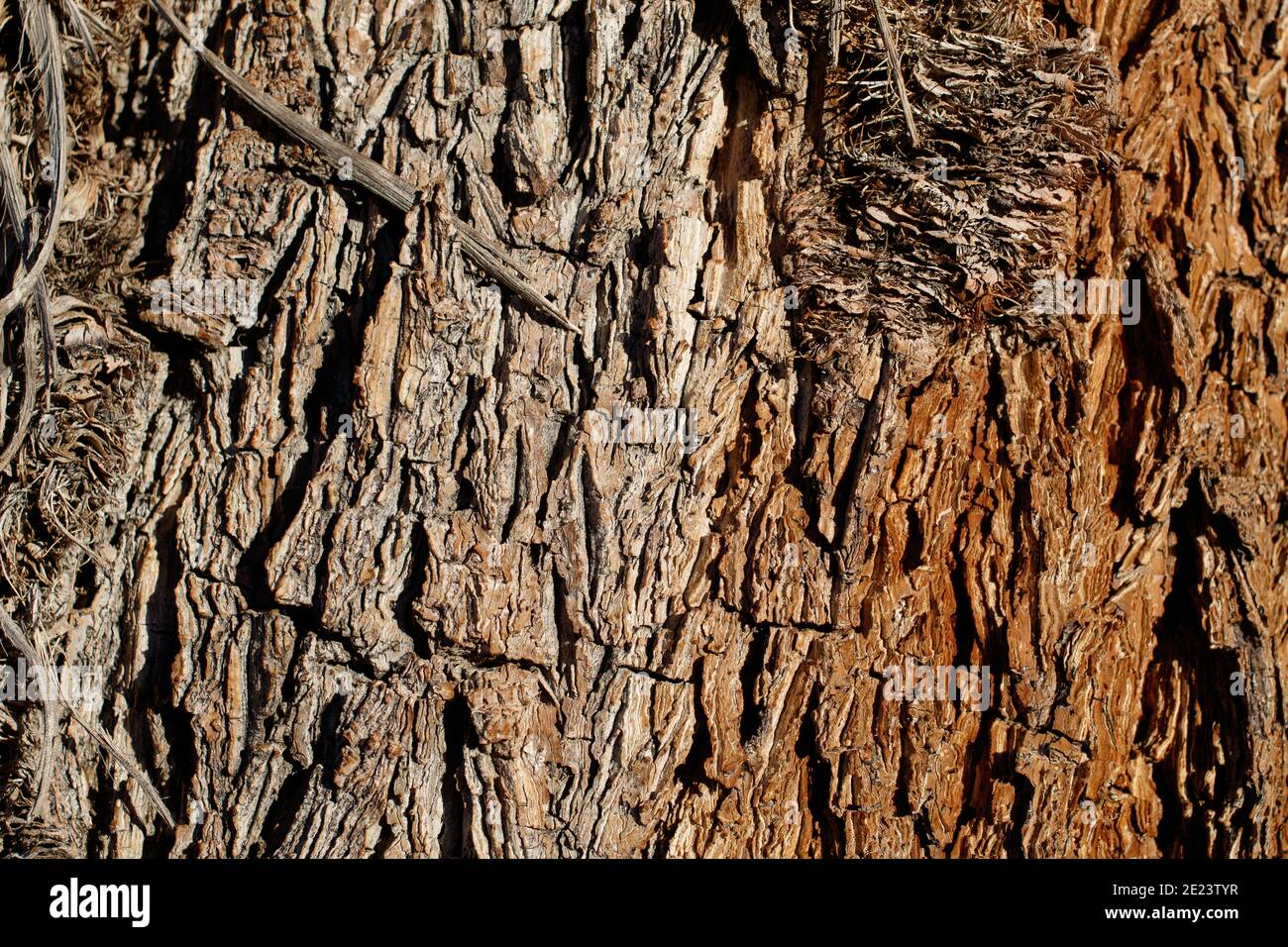Aging corky fissured bark, Mojave Spiketree, Yucca Brevifolia ...