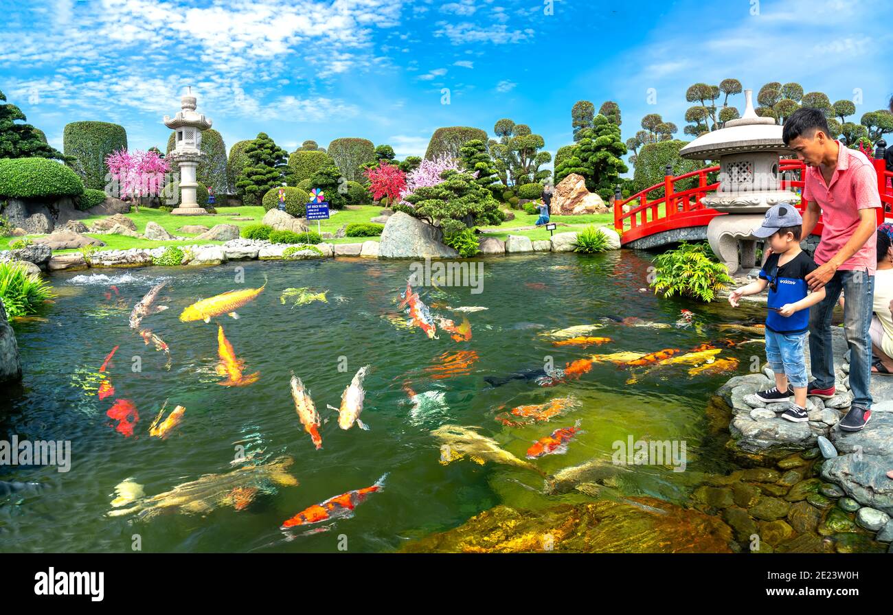 Child enjoys watching Koi fish swimming under the supervision of his ...