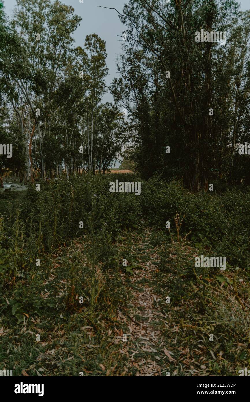 Vertical shot of greenery and trees in the fiels Stock Photo - Alamy