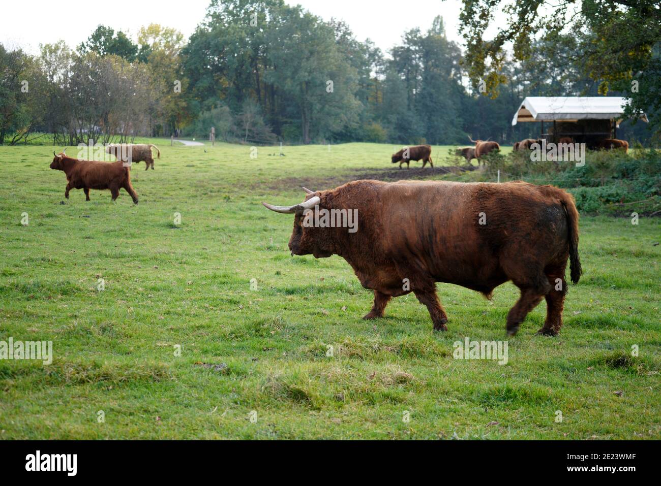 Shot of a Salers bull grazing with the cattle on the farm Stock Photo ...