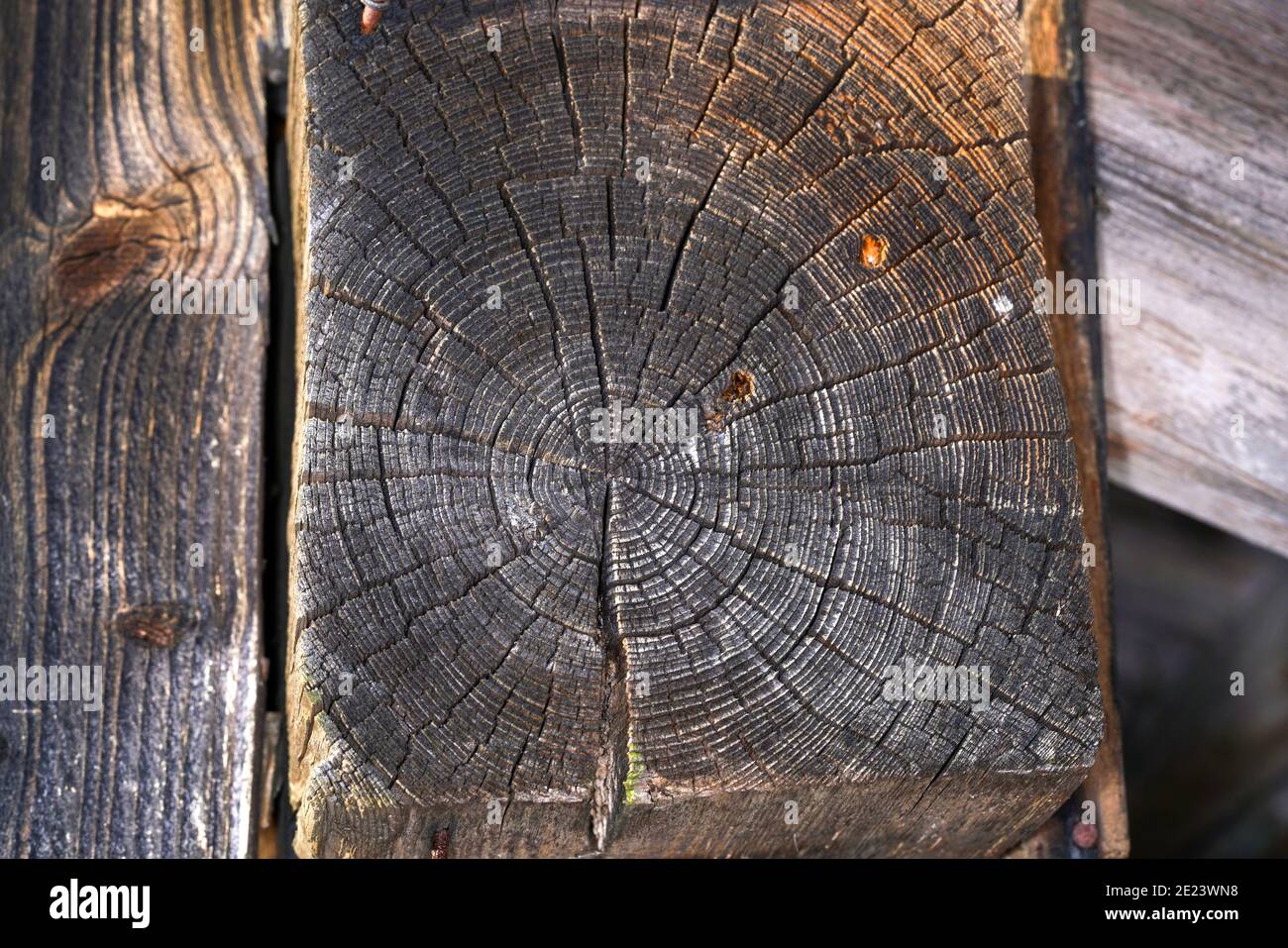 Cross-section of the tree, a tree trunk structure Stock Photo - Alamy