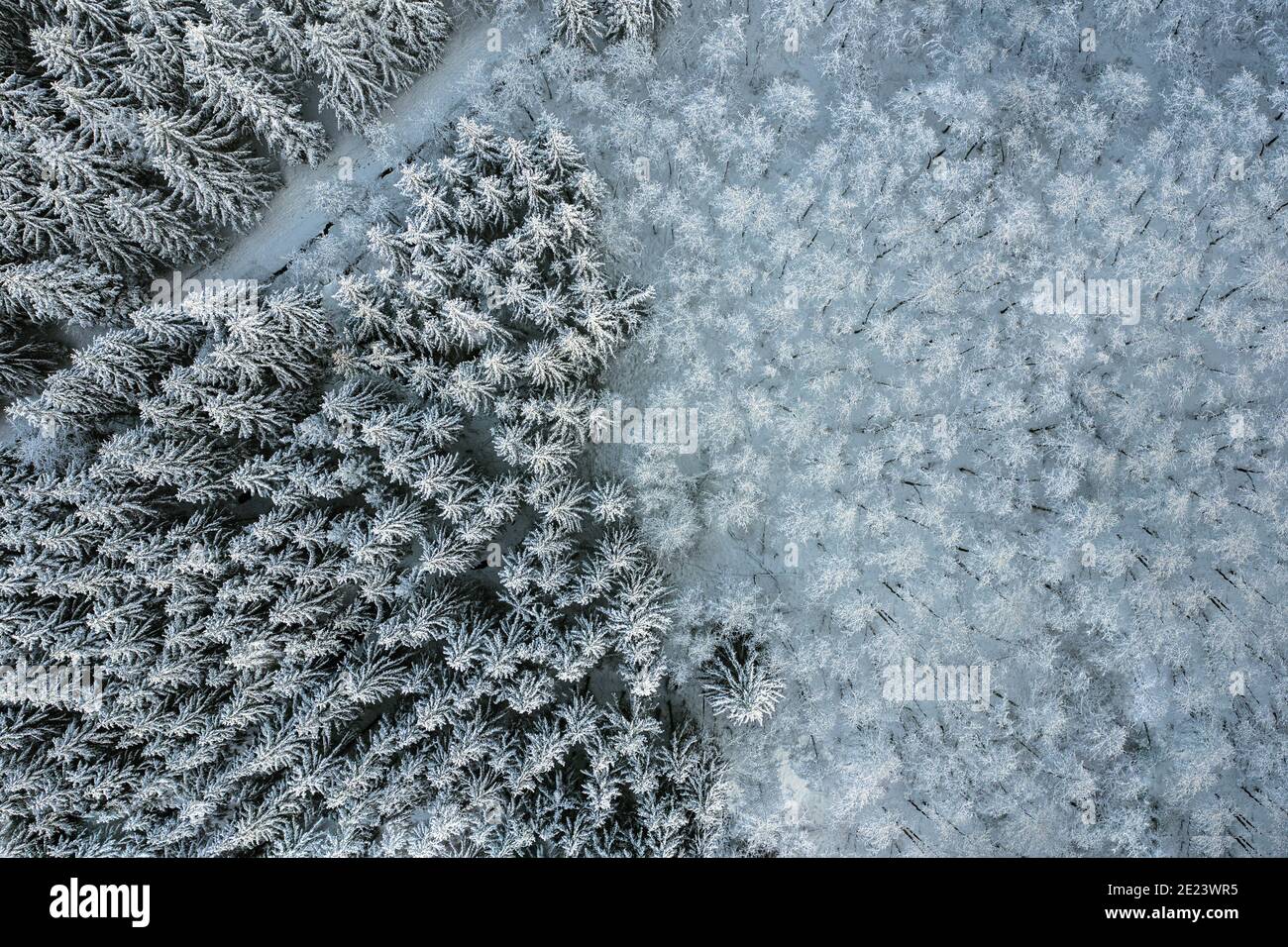 Aerial view of winter trees of a Stock Photo - Alamy